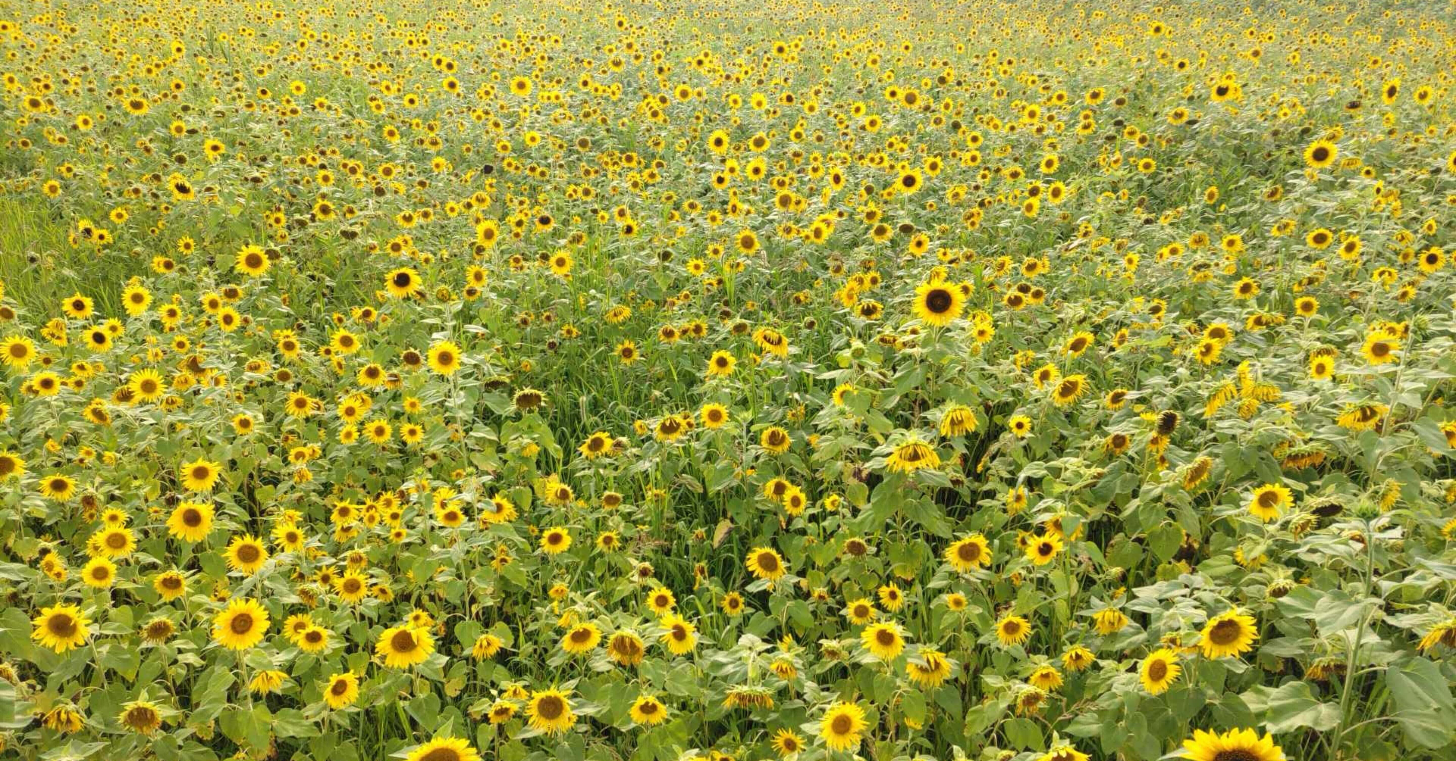 Supernatural OTO｜note