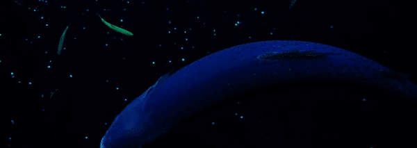 やまざき にんふぇあ｜note