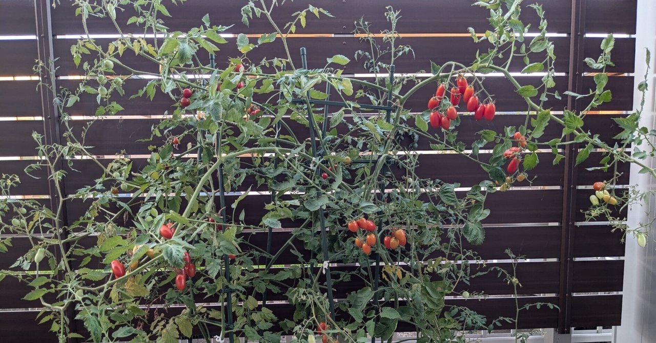 ミニトマト栽培日記🍅総括｜taka_nasu