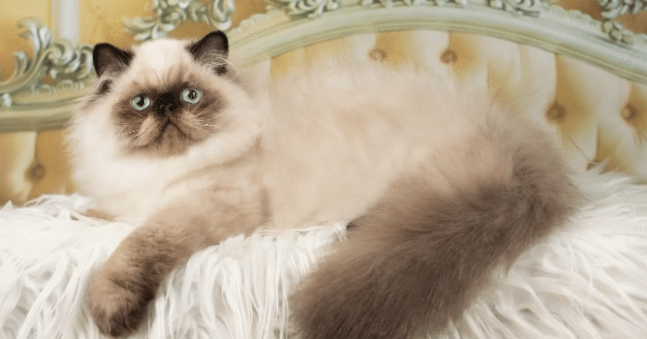 優雅な日々｜kotomi_623