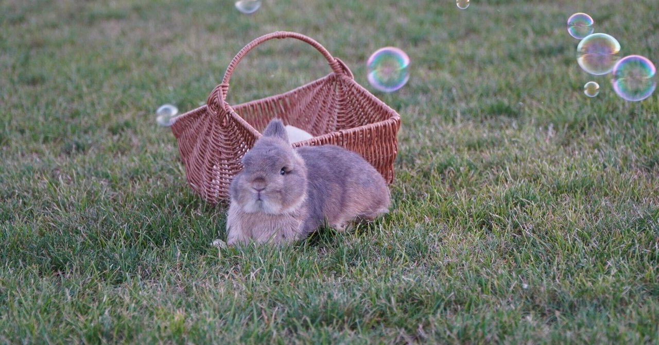 ＃1 仕事 在宅ワークを始めた経緯｜Karin’zRabbitry＊福永