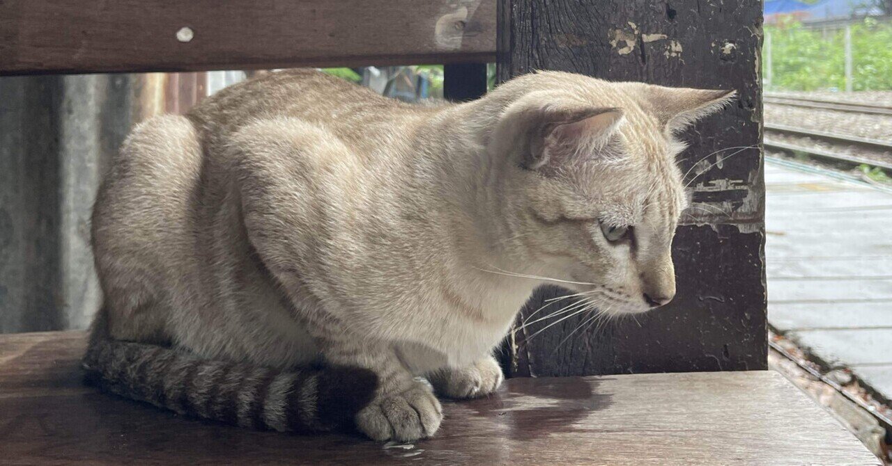 Day7 7日間連続投稿して得た気づき。そしてまた悩む。noteとのちょうどいい関係を築きたい。｜くぅニャン ︎