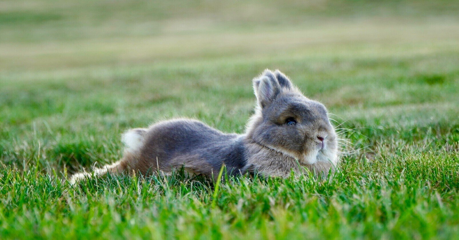 Karin’zRabbitry＊福永｜note