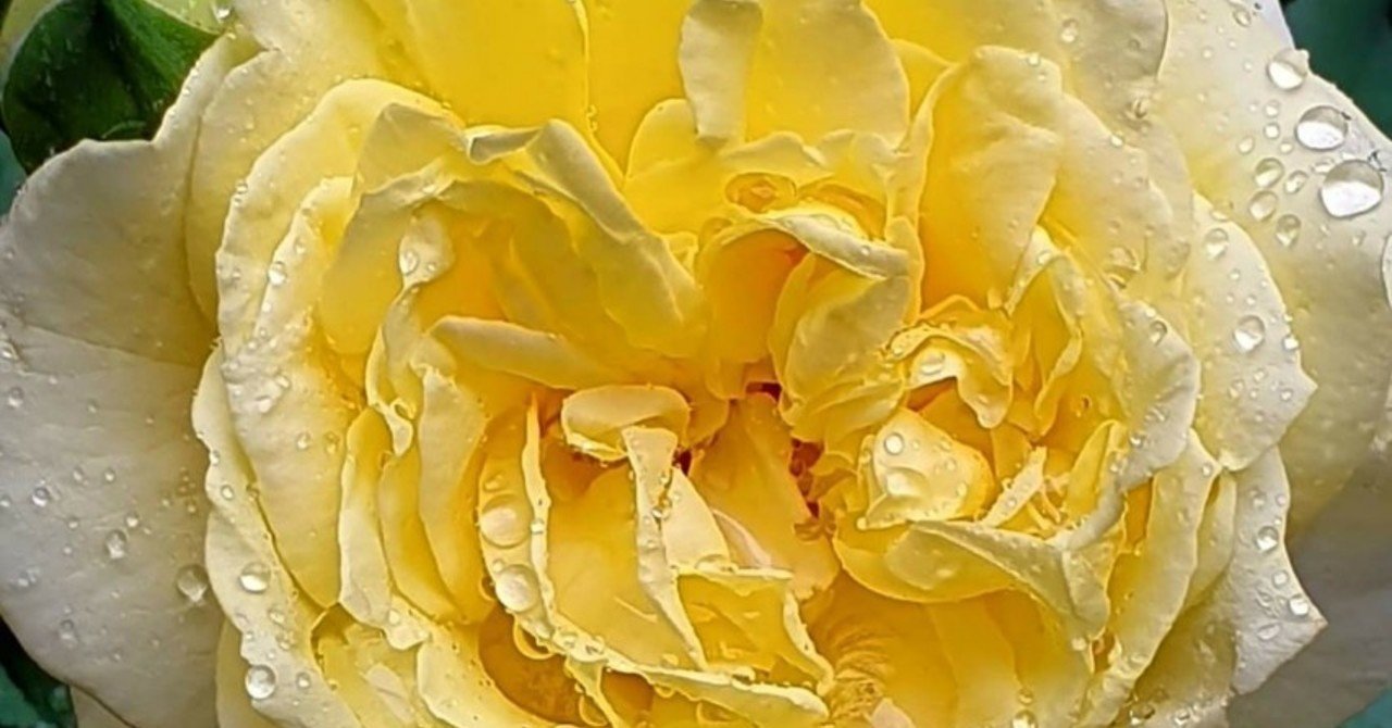 龍遣いの巫女☆タマヨリビメのメッセージ｜star☆haniel