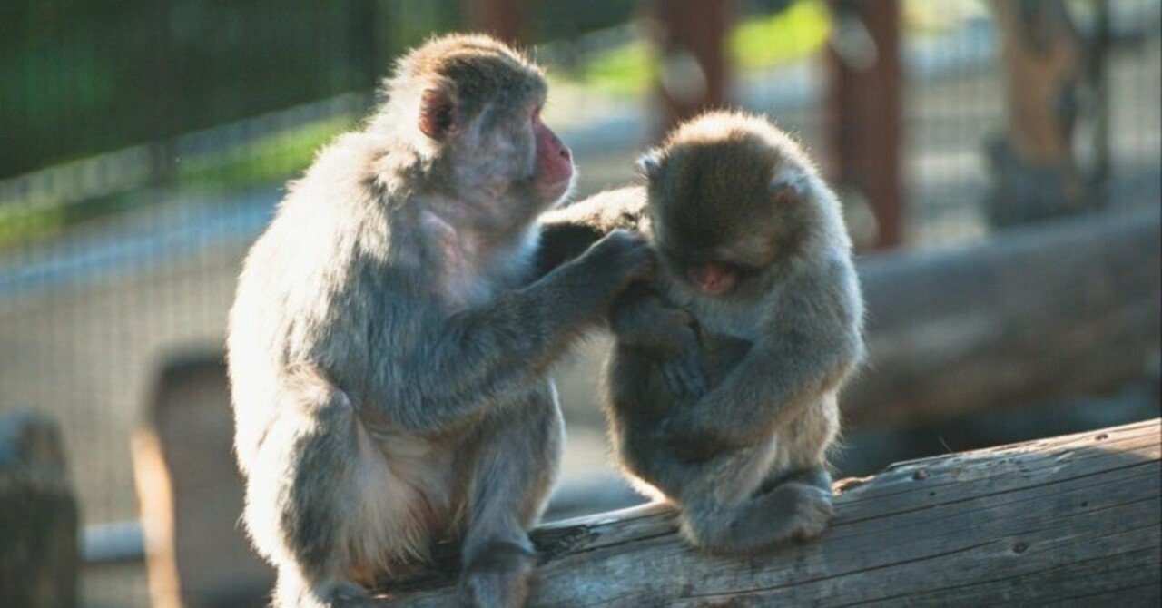 【fl-ayaka】角綾夏(すみあやか)｜note