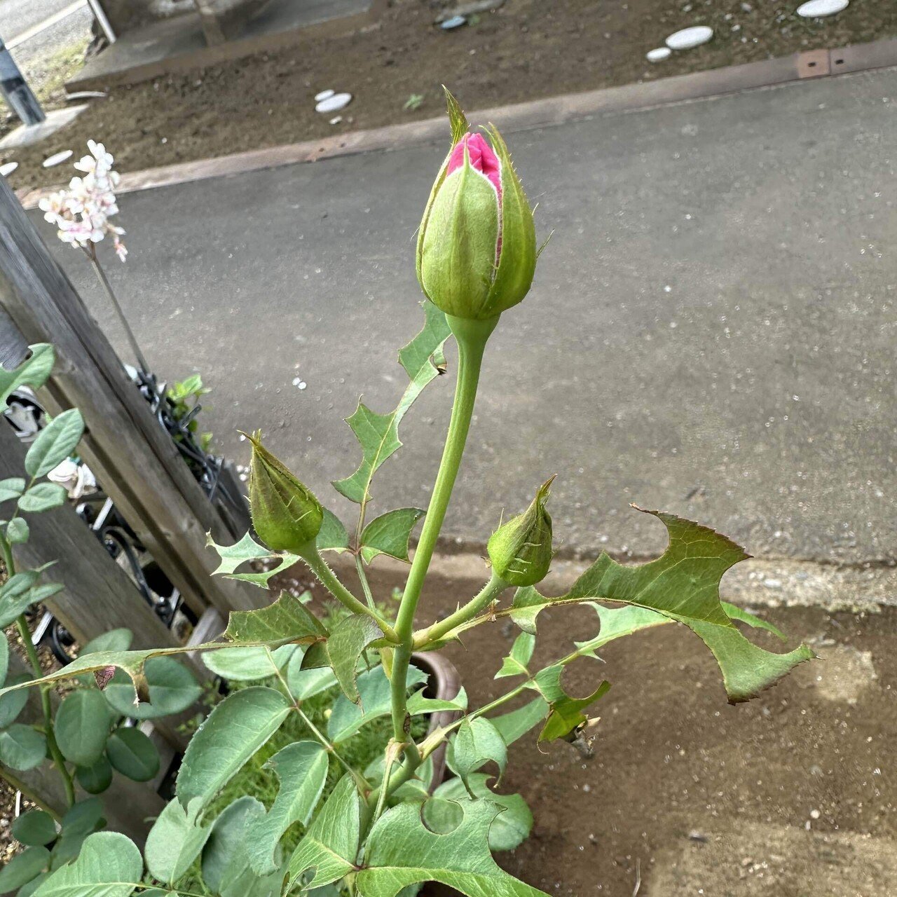 今年の最後かな｜kenji comp