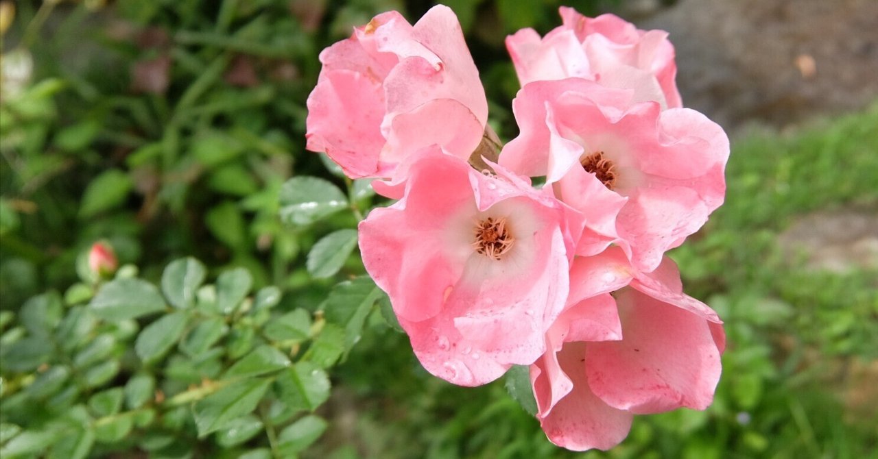 アンジェラ（薔薇）｜mimi fleur