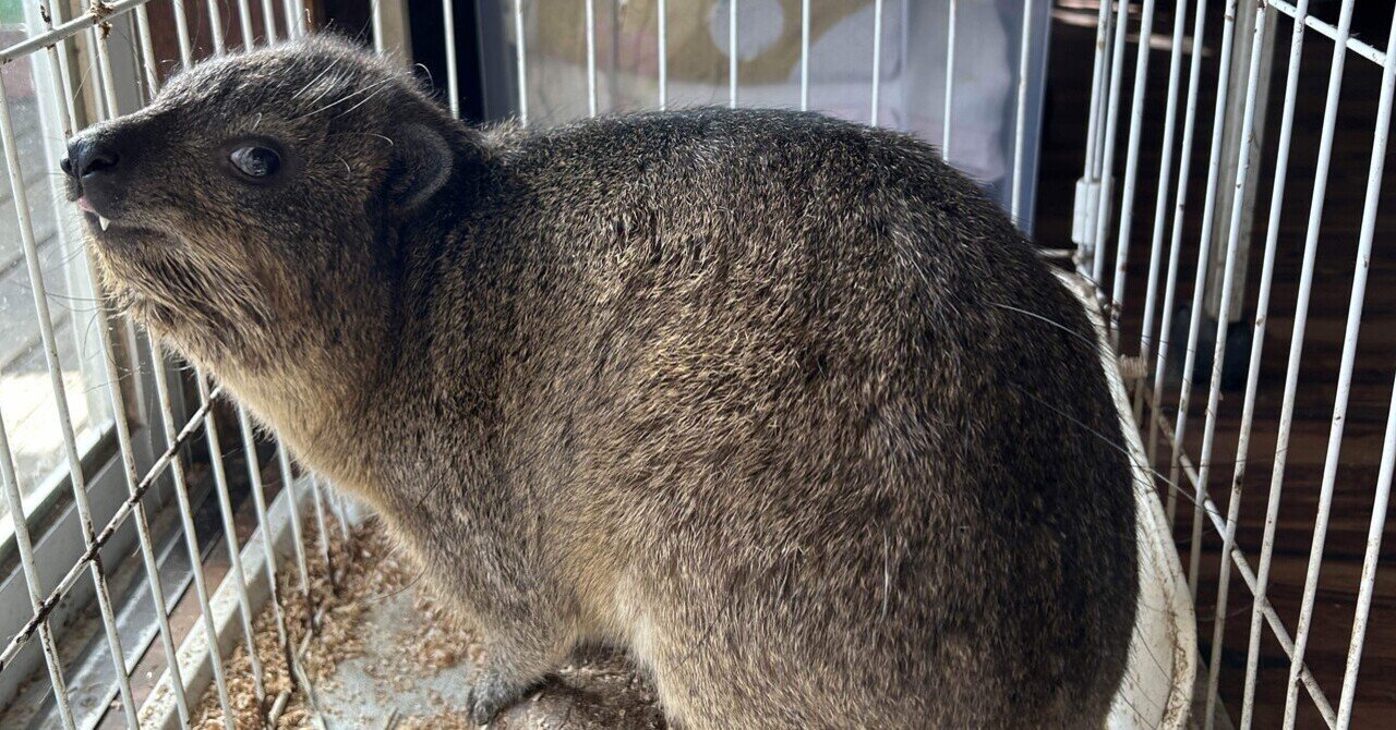 水鳥葛（mizudori kuzu）｜note