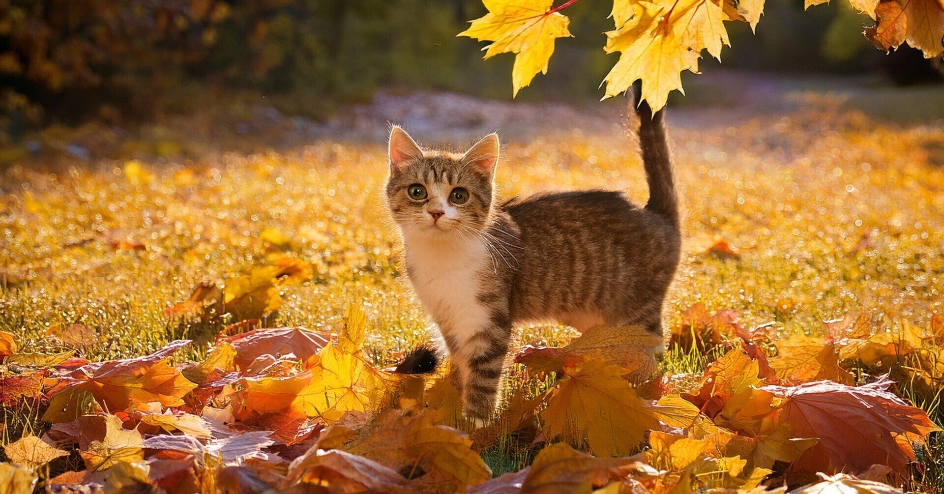 SHOUSEI【Photograph】(写真AC/PIXTA)｜note