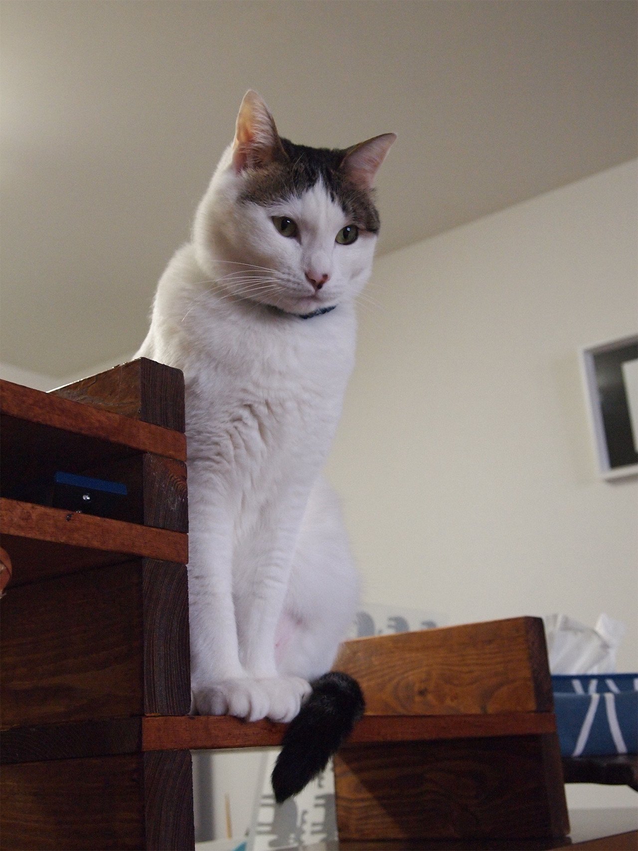 何や知らん、ぶんむくれてますな。｜Hideki Tanaka【DTM/音楽/猫】｜note