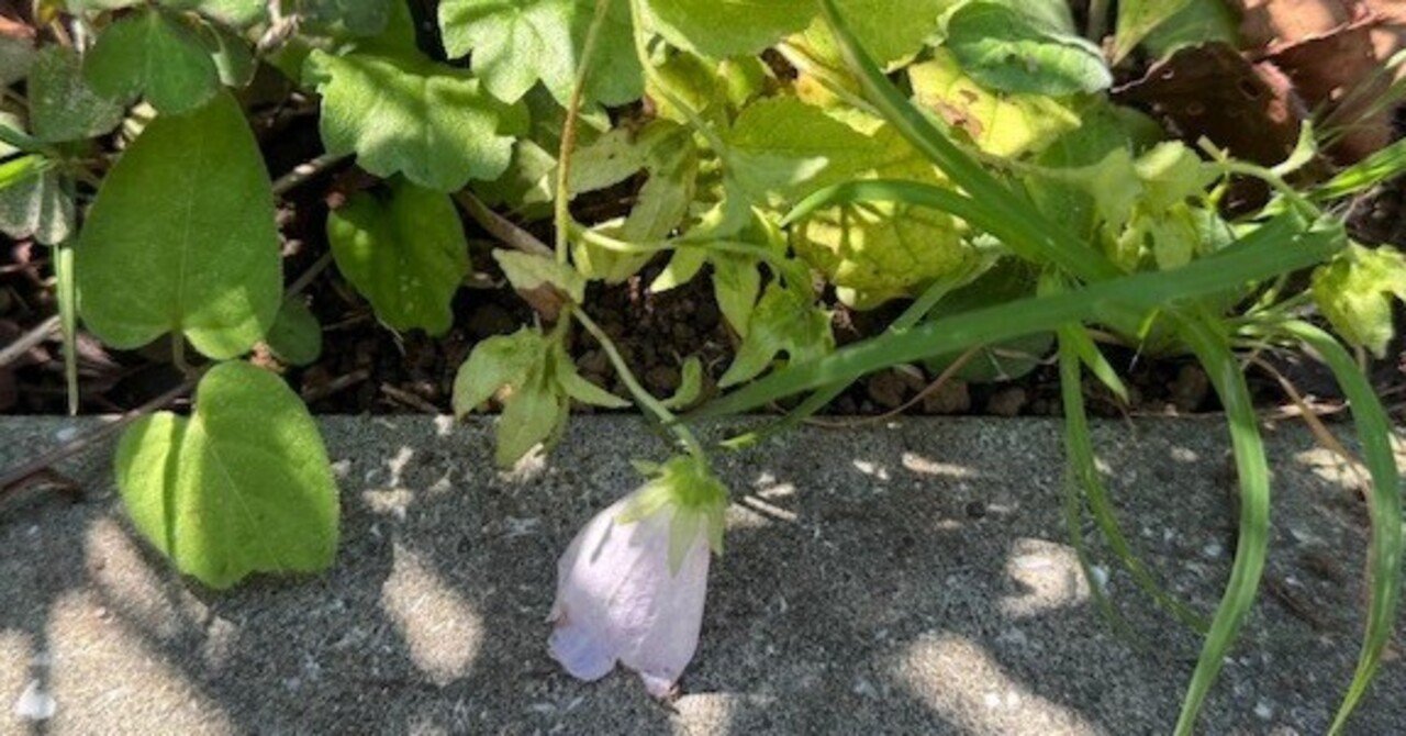 happea-nyanko｜note