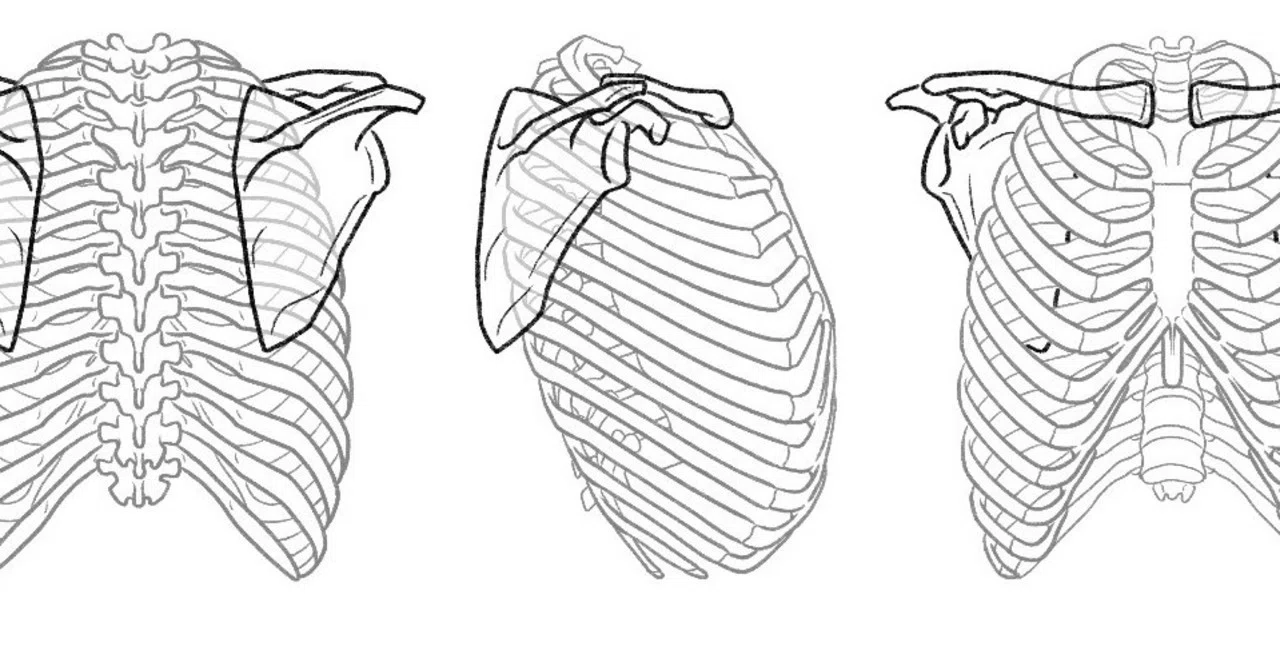 4: Drawing the Skeleton of the Shoulder Girdle｜伊豆の美術解剖学者