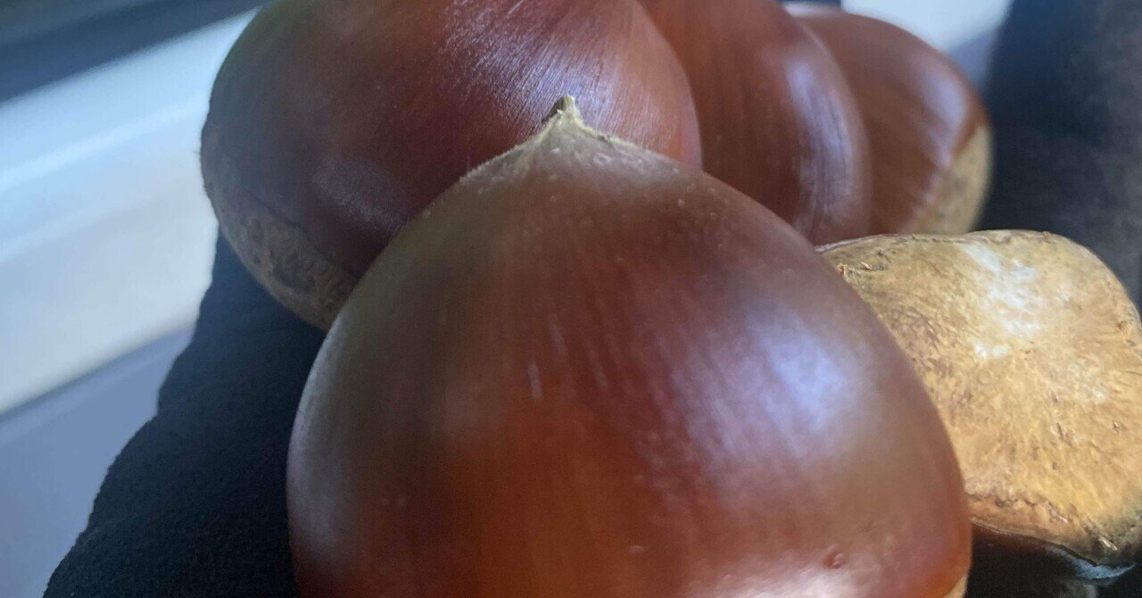 #栗拾い｜Igi_labo