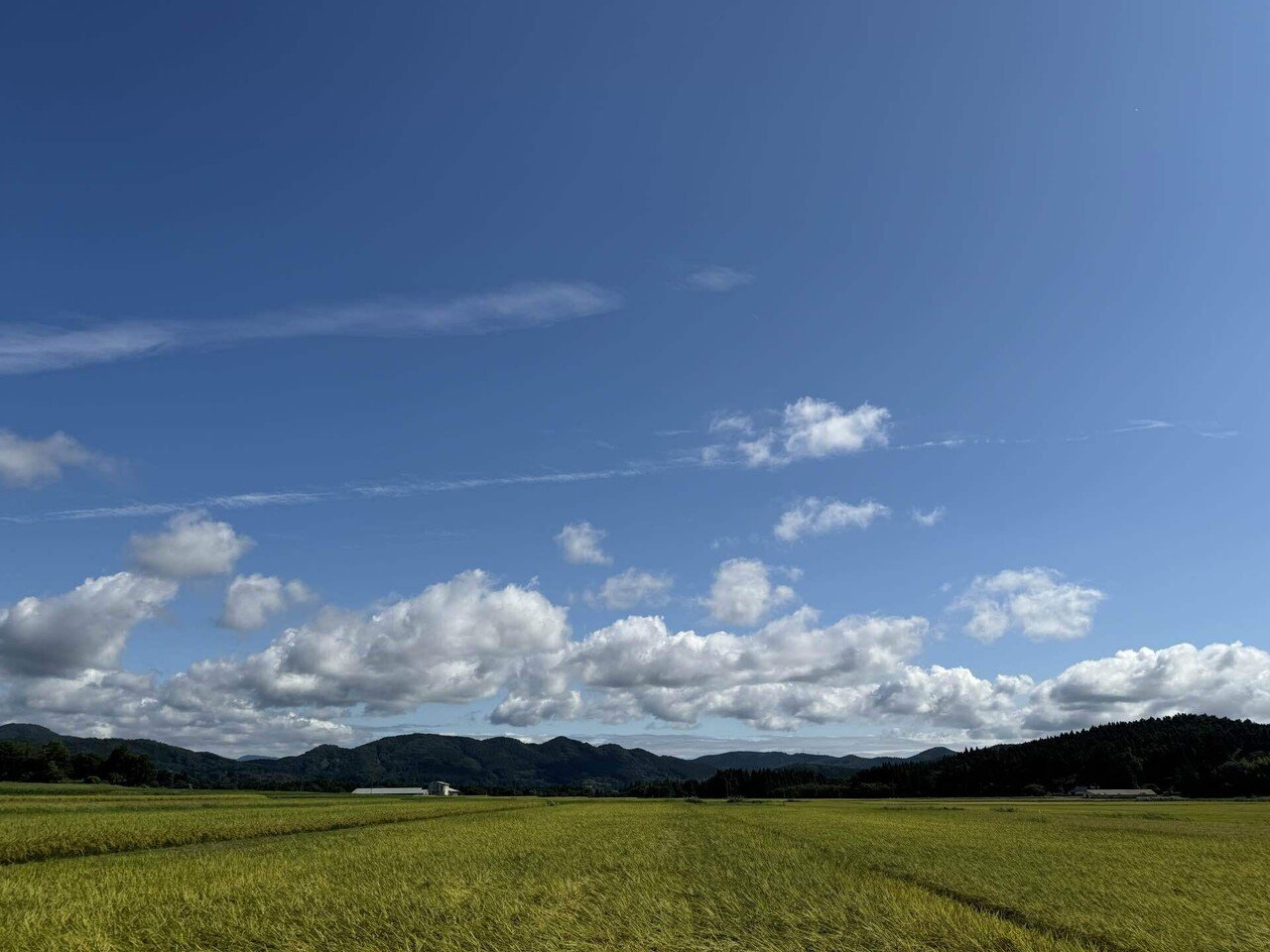 けいちゃん（Keiko Ishii）｜note