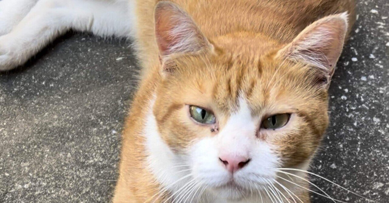 Hirolie Matsumoto ｜note