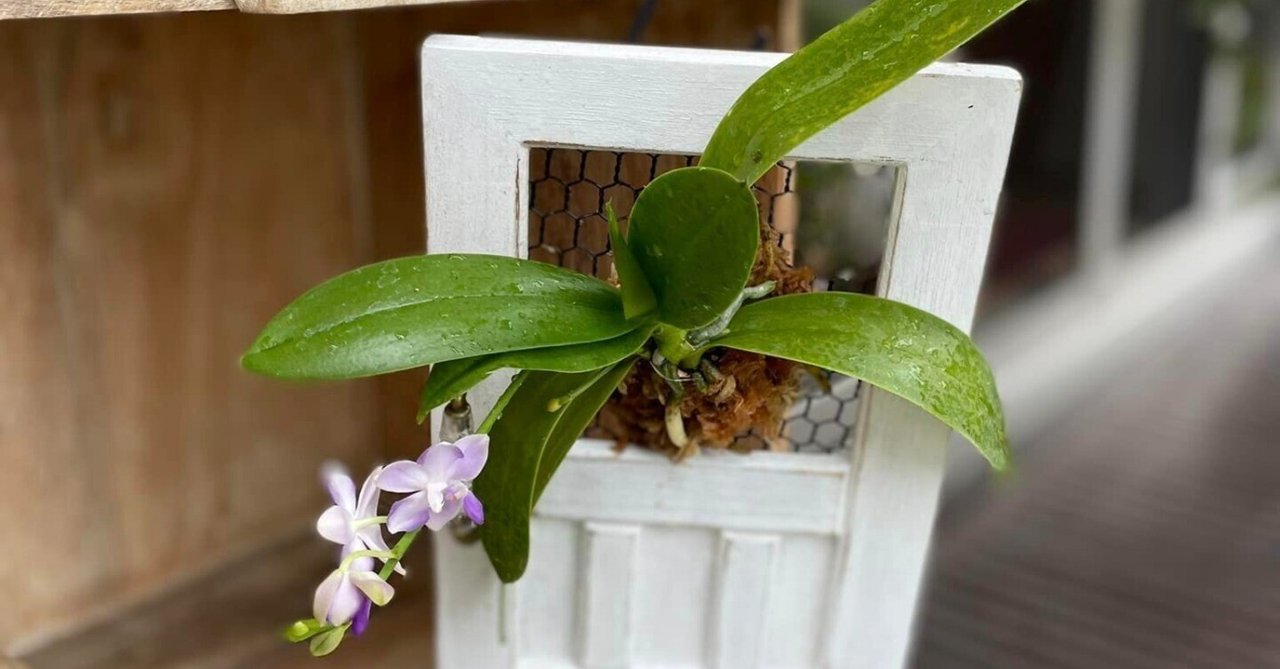 2024年9月1日 庭仕事にいい季節もうすぐ｜saltsting88