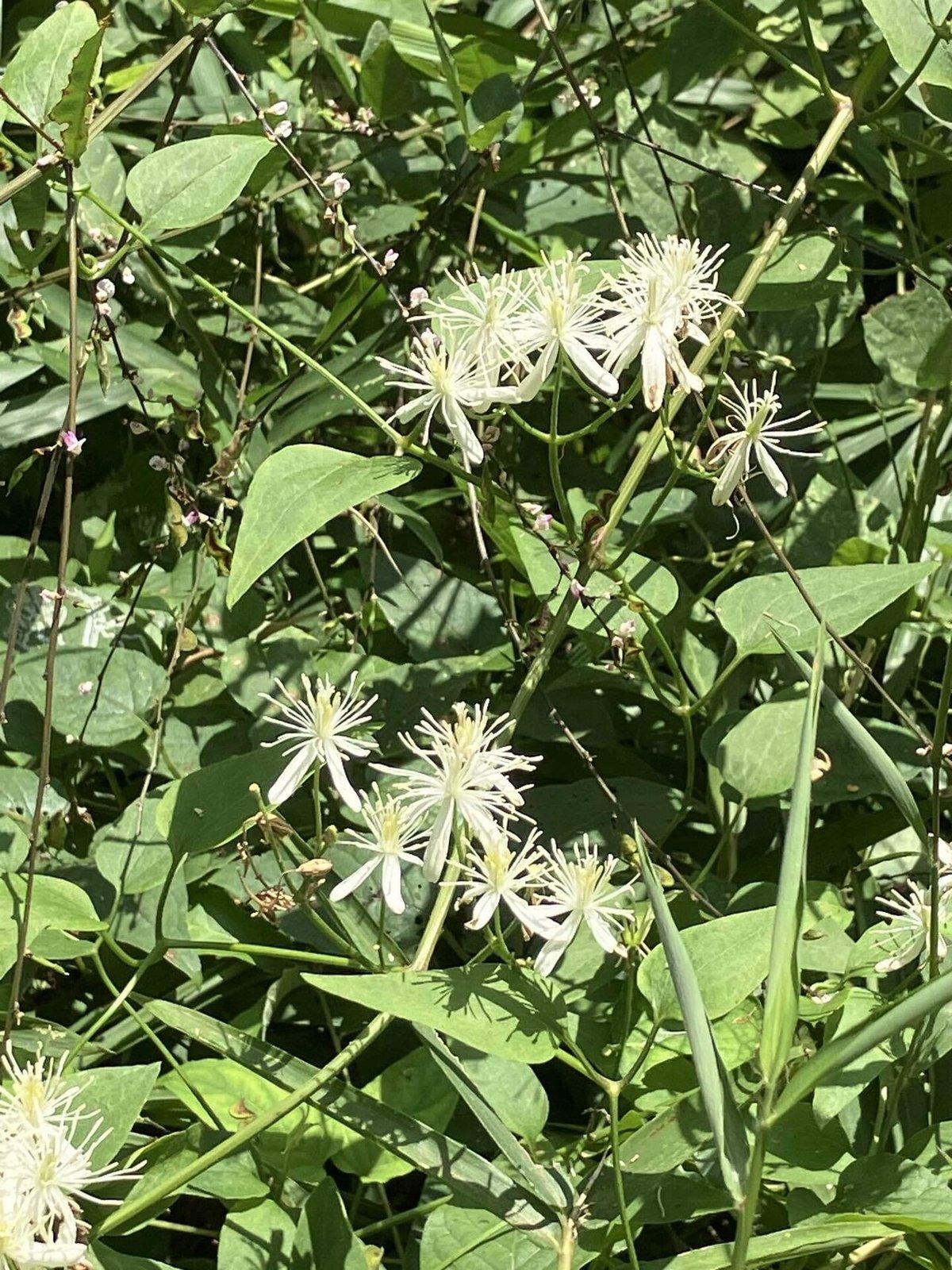 生きもの調査アプリ「BIOME」を使ってみた｜yoshie_FW