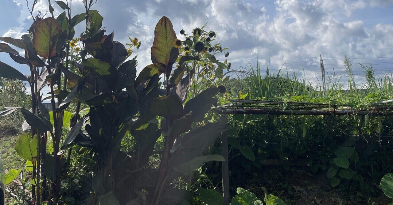 【カンボジアフィールド🇰🇭】ここは本当に日本？｜Utsuno Shiho