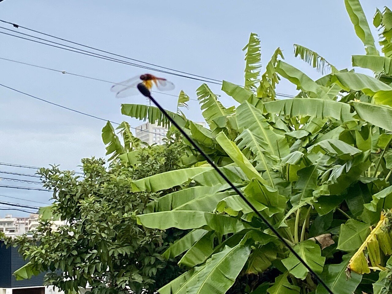 海月ネコ@mie｜note