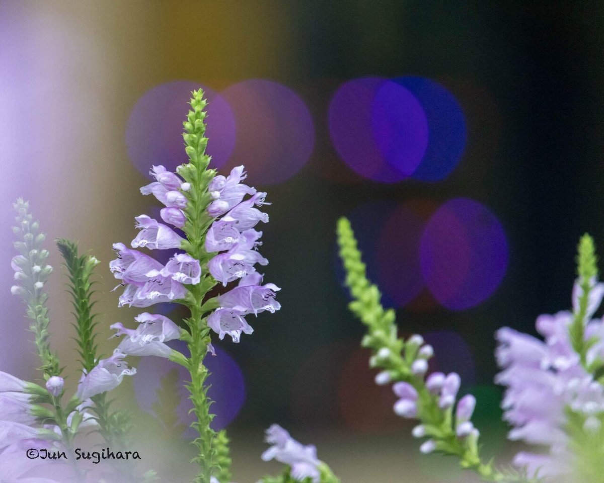 写真は“見たまんまの世界”ではない｜Jun Sugihara