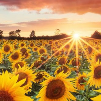 競馬予想SEIJI｜note