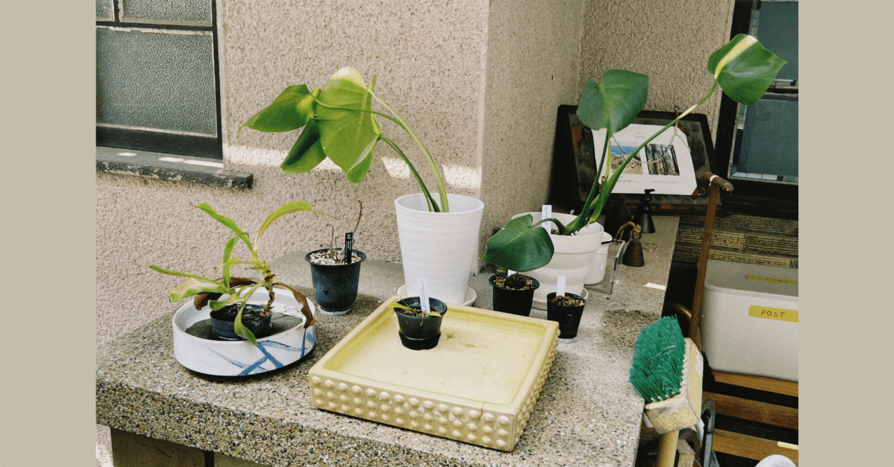 第四十四候 鶺鴒鳴（せきれいなく）｜西村二架 Nika Nishimura (Kazuki.N)