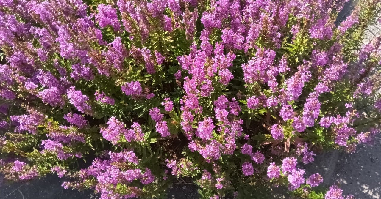 心のクセ｜atsu_koala0214