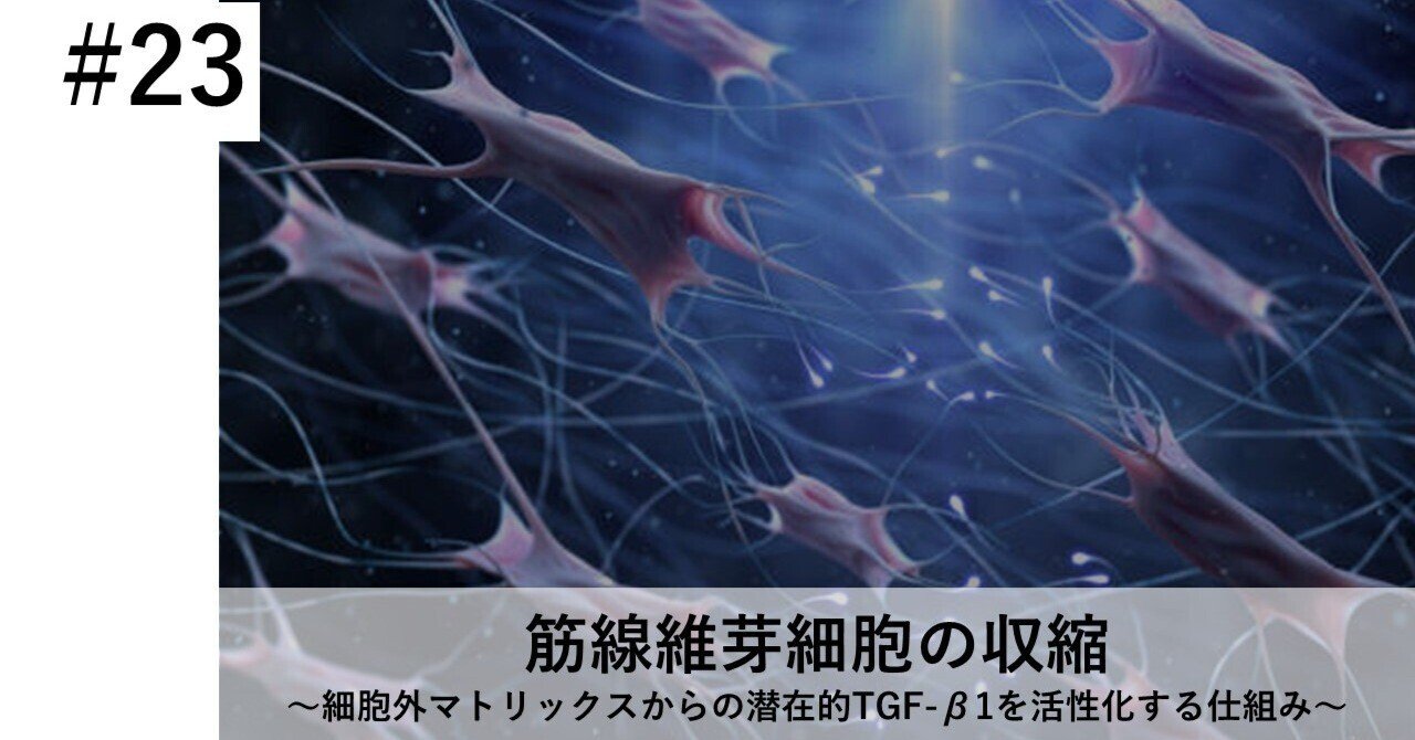 23）筋線維芽細胞の収縮が細胞外マトリックスからの潜在的tgf β1を活性化する仕組み｜leylit