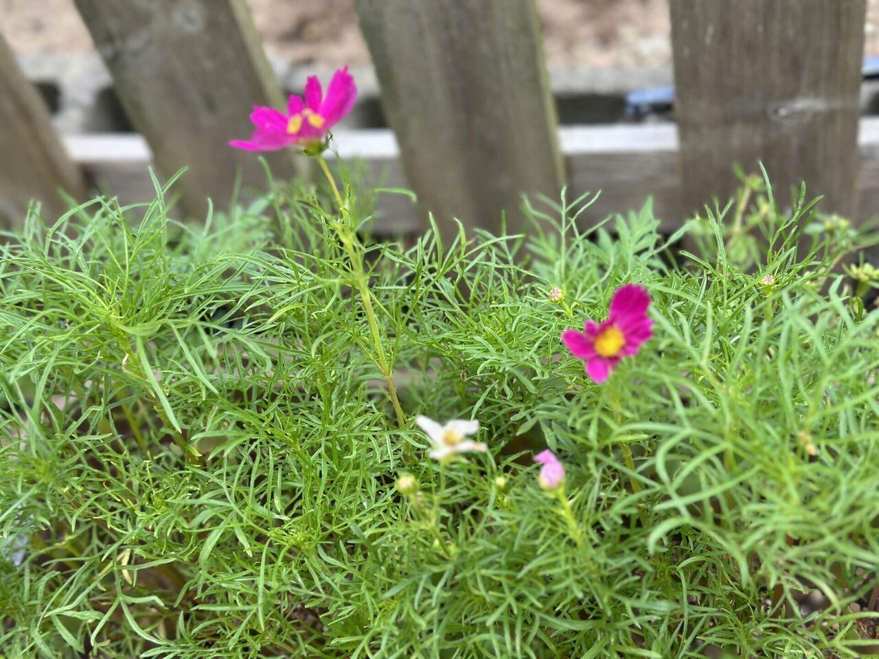 今期最後かな｜kenji comp