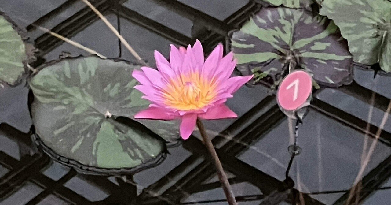 神代植物公園の大温室夜間公開｜yoshie_FW