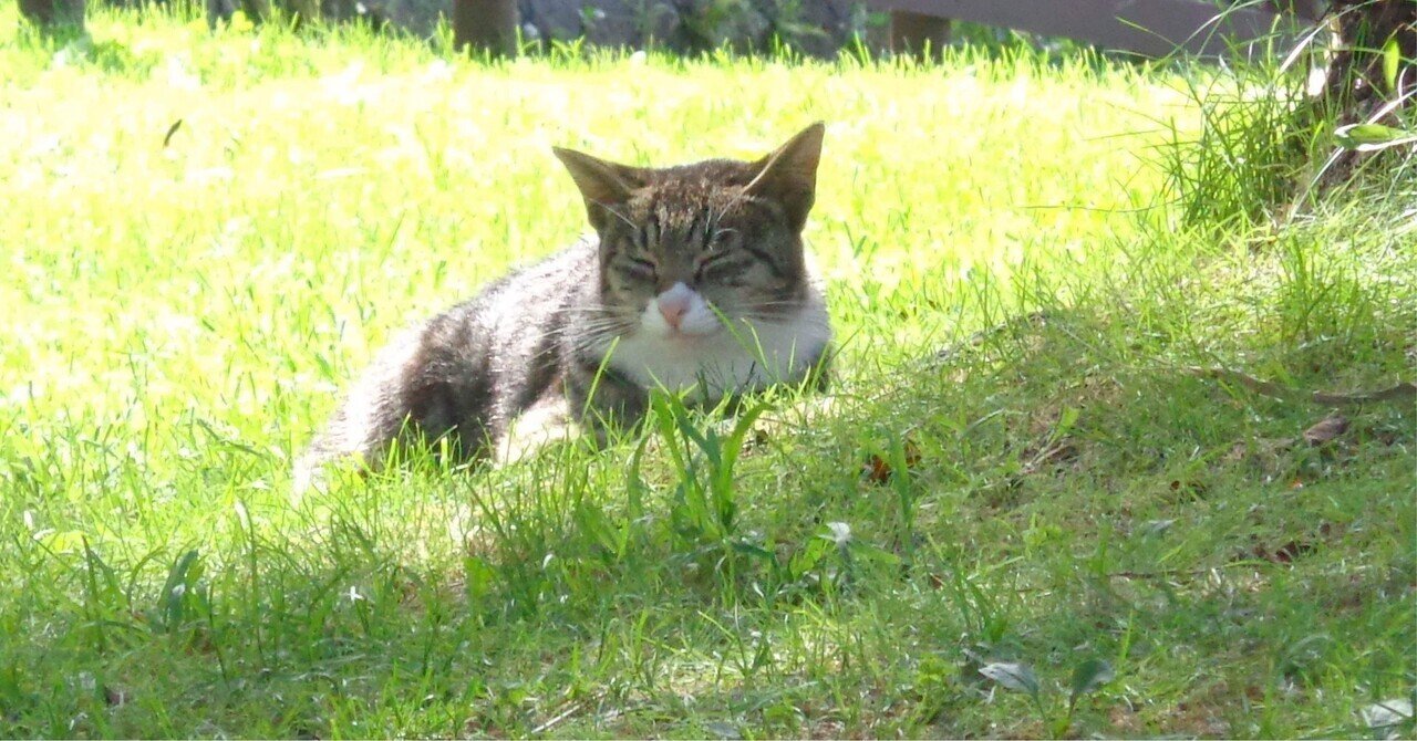 足りない僕は｜達川 初（Hatsu Tatsukawa）