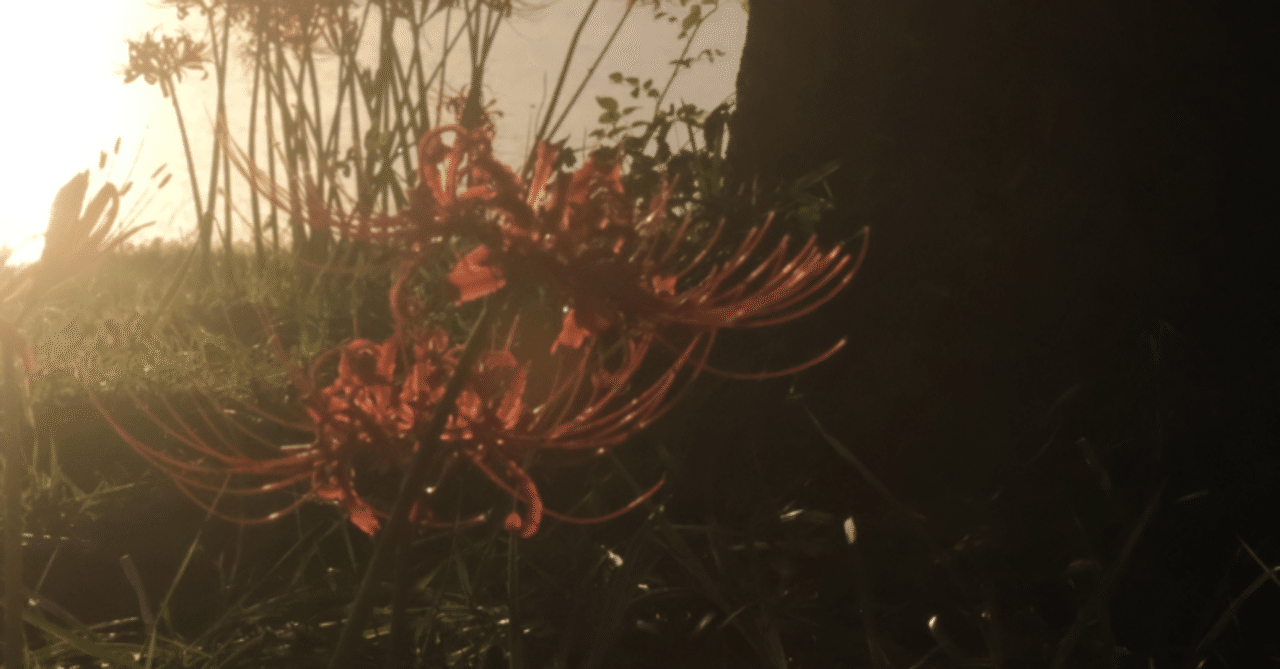 真夏のピークは去りましたかね｜yuko.tapir