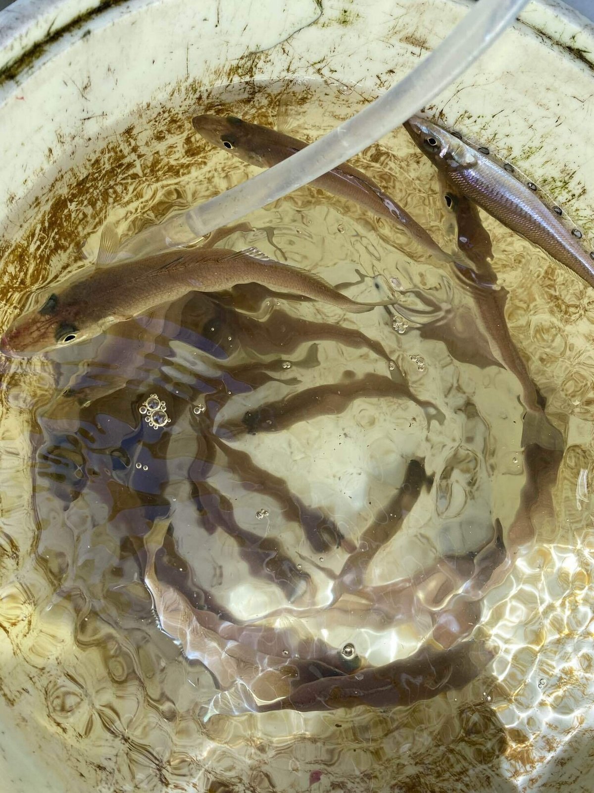 2024/9/14 船釣り（シロギス）＠横浜本牧港・長崎屋｜Akki