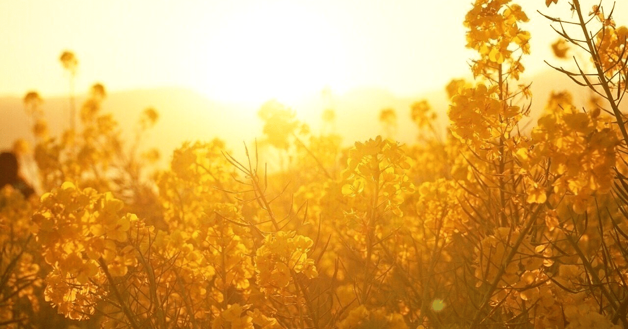 9/15 第1回くらぽんカップ 9/16 第3回はるn杯 参加レポート｜ガルシア / Takuya Hasegawa