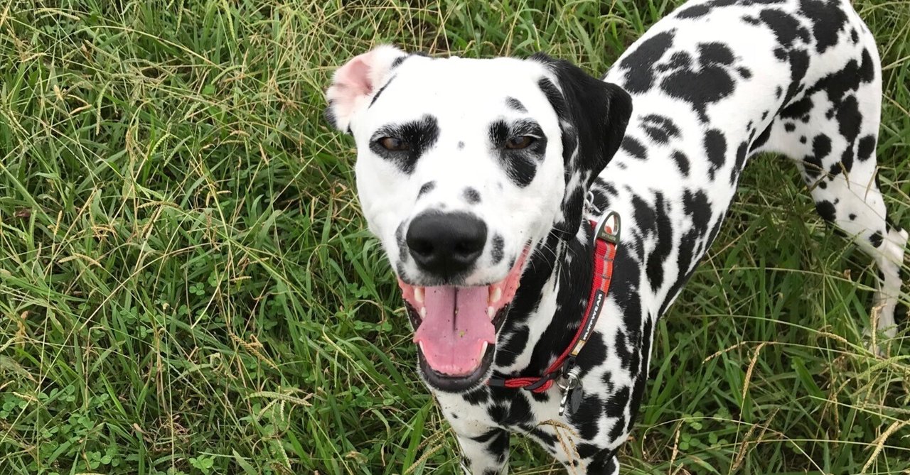 犬に教わるSDGs！？｜Akemi Maruyama／コピーライター