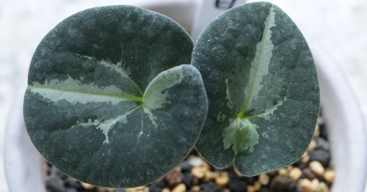 冠白 Kanpaku｜古典園芸植物 細辛研究会