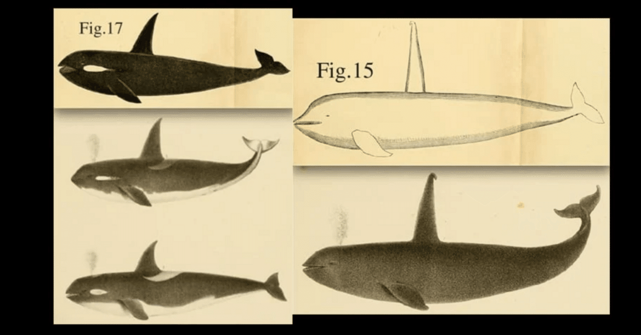 実は世界で一種だけだったシャチが三種になる！和名はどうなるのか？｜ナゾロジープラス＋