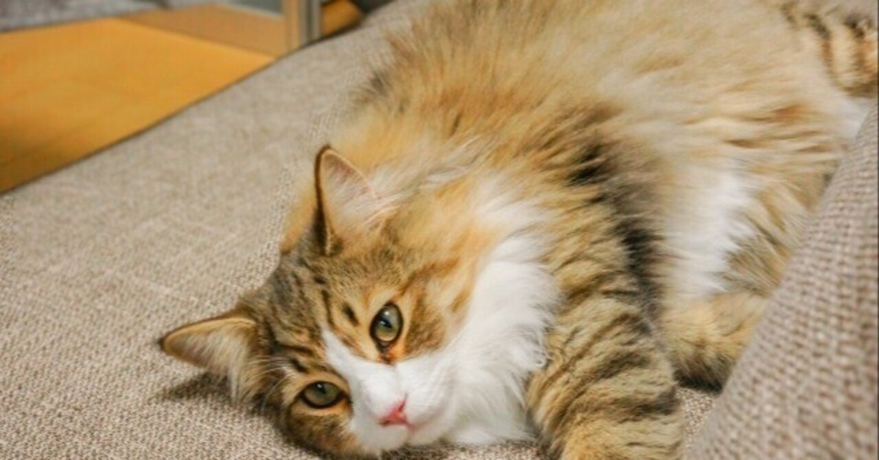 【社会考】あなたは「まったり・もふもふ」を使いますか？｜korotyan