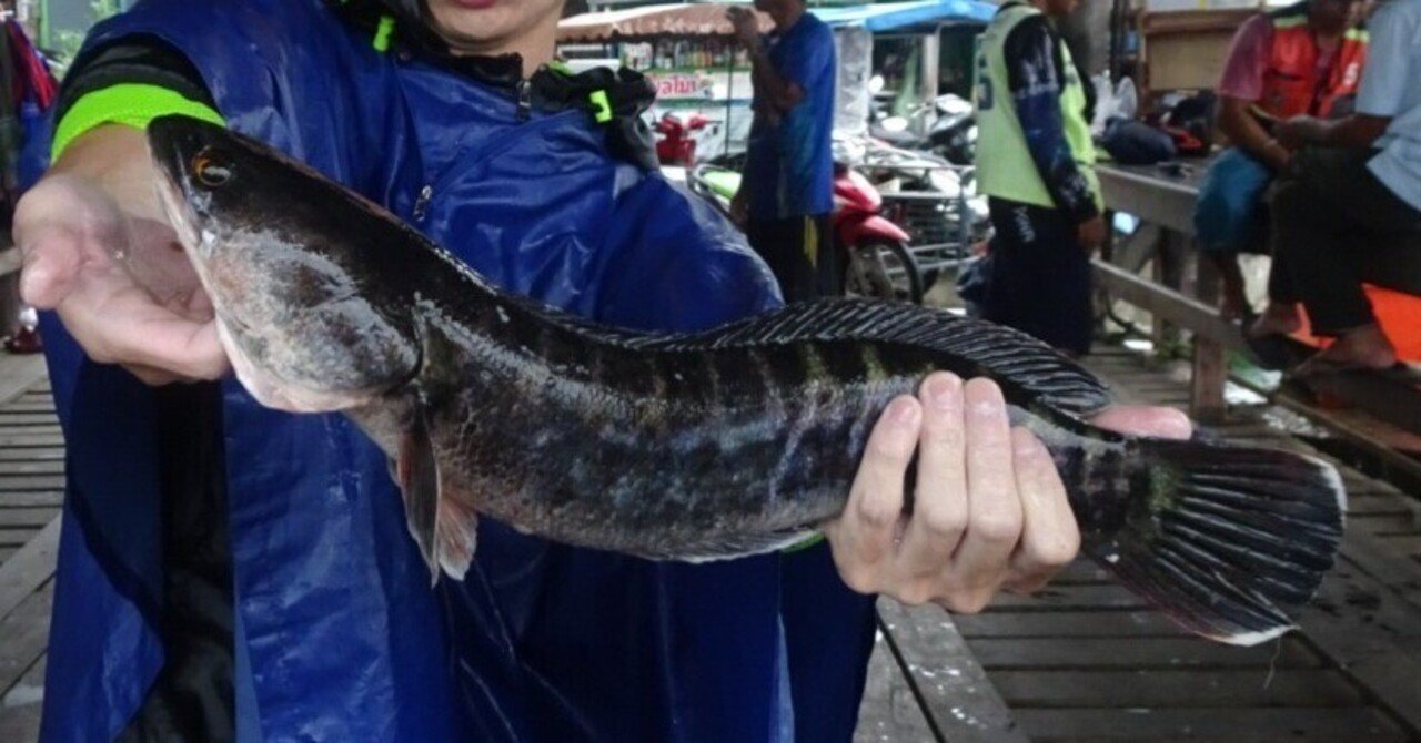 タイ シャドー釣行記①｜Kameda Takeru