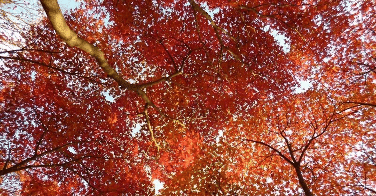 【コラム】初めてのautumnus｜autumnus