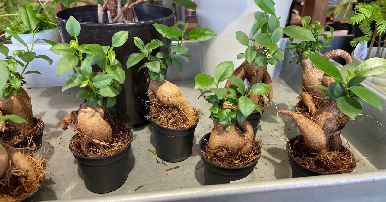 インテリアに植物を取り入れたリビングって憧れませんか？｜stim_coffee_自家焙煎/コーヒー豆/ネットショップ