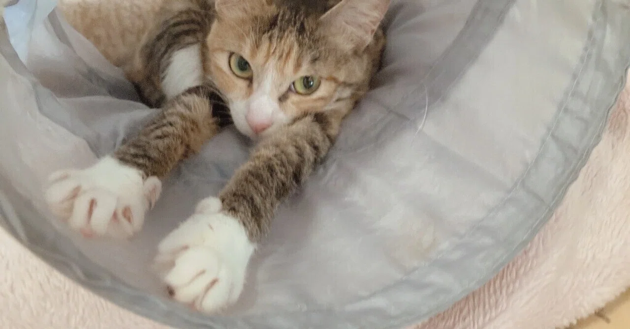 🐈外猫ちゃんが🏠家猫になる為に・・良い里親さんと出会う4つの方法(その②募集ポスターなどの掲示)｜maya-neko