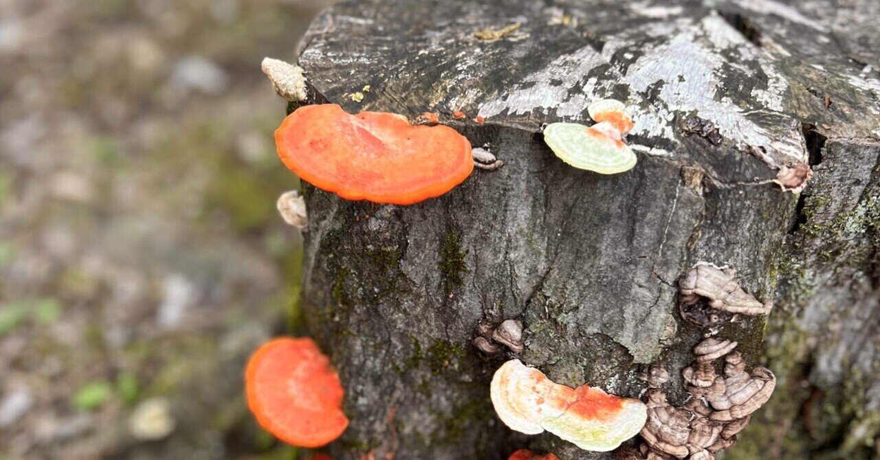 秋が来た ♪｜tam tree 日誌