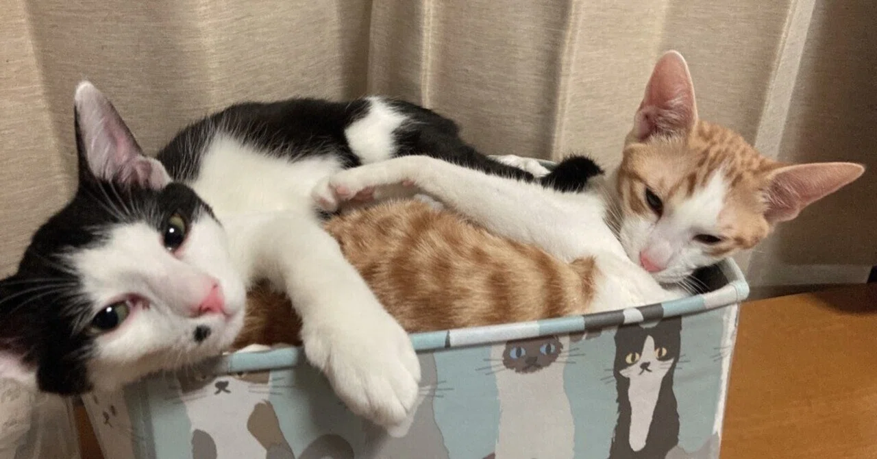 🐈外猫ちゃんが🏠家猫になる為に・・良い里親さんと出会う4つの方法(その③譲渡会④SNS)｜maya-neko
