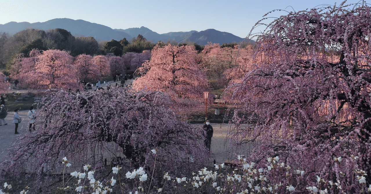 ロックマン2 ウッドマンには実はエアーシューターが効く｜T260G