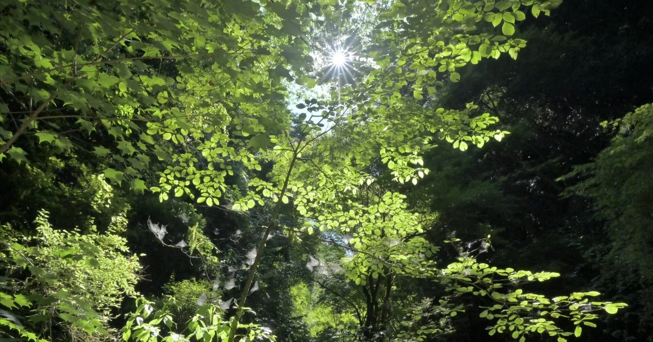 涼を求めて。夏の思い出さまざま｜Moccasin Telegraph