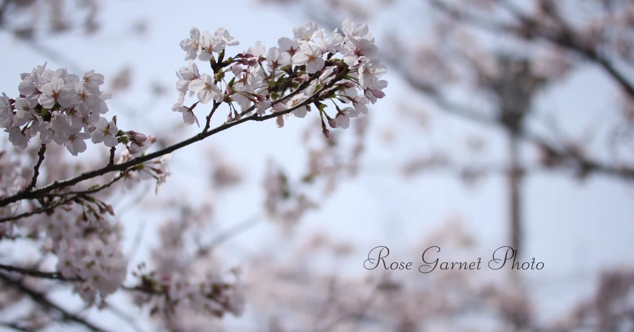 Rose Garnet｜note