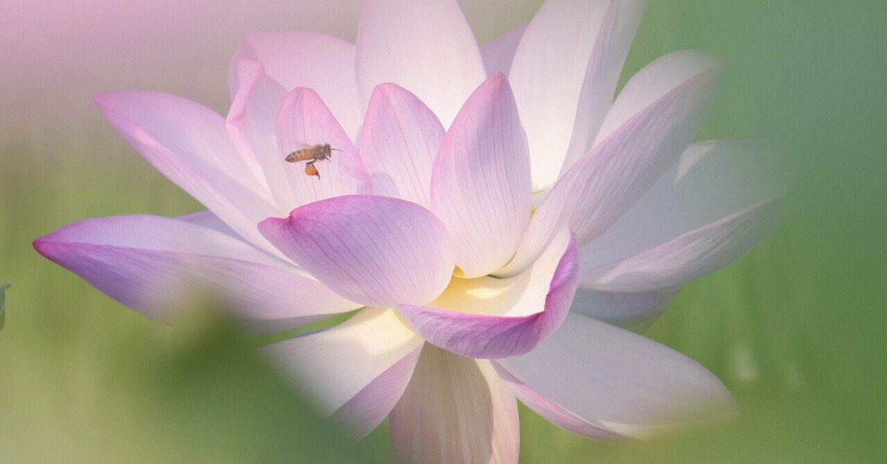 出展を見送った写真作品3点｜Jun Sugihara