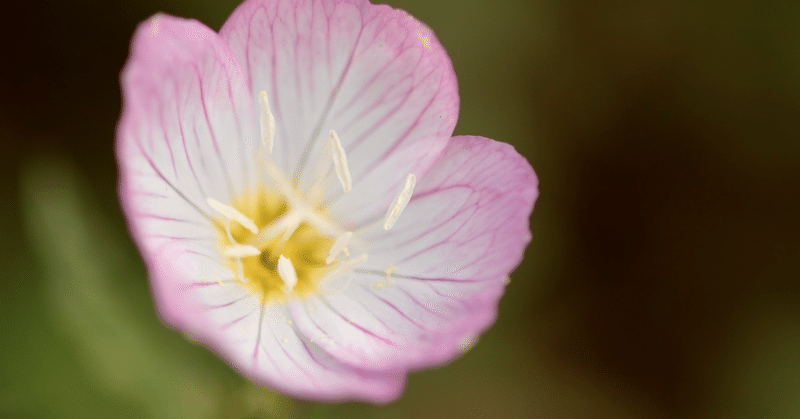 kuronekomarimo｜note