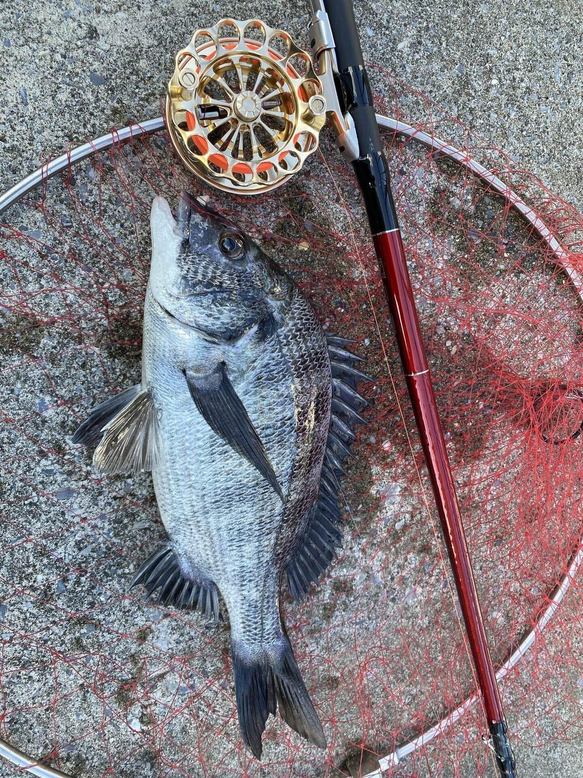 2024/9/23ヘチ釣り＠東京湾奥｜Akki